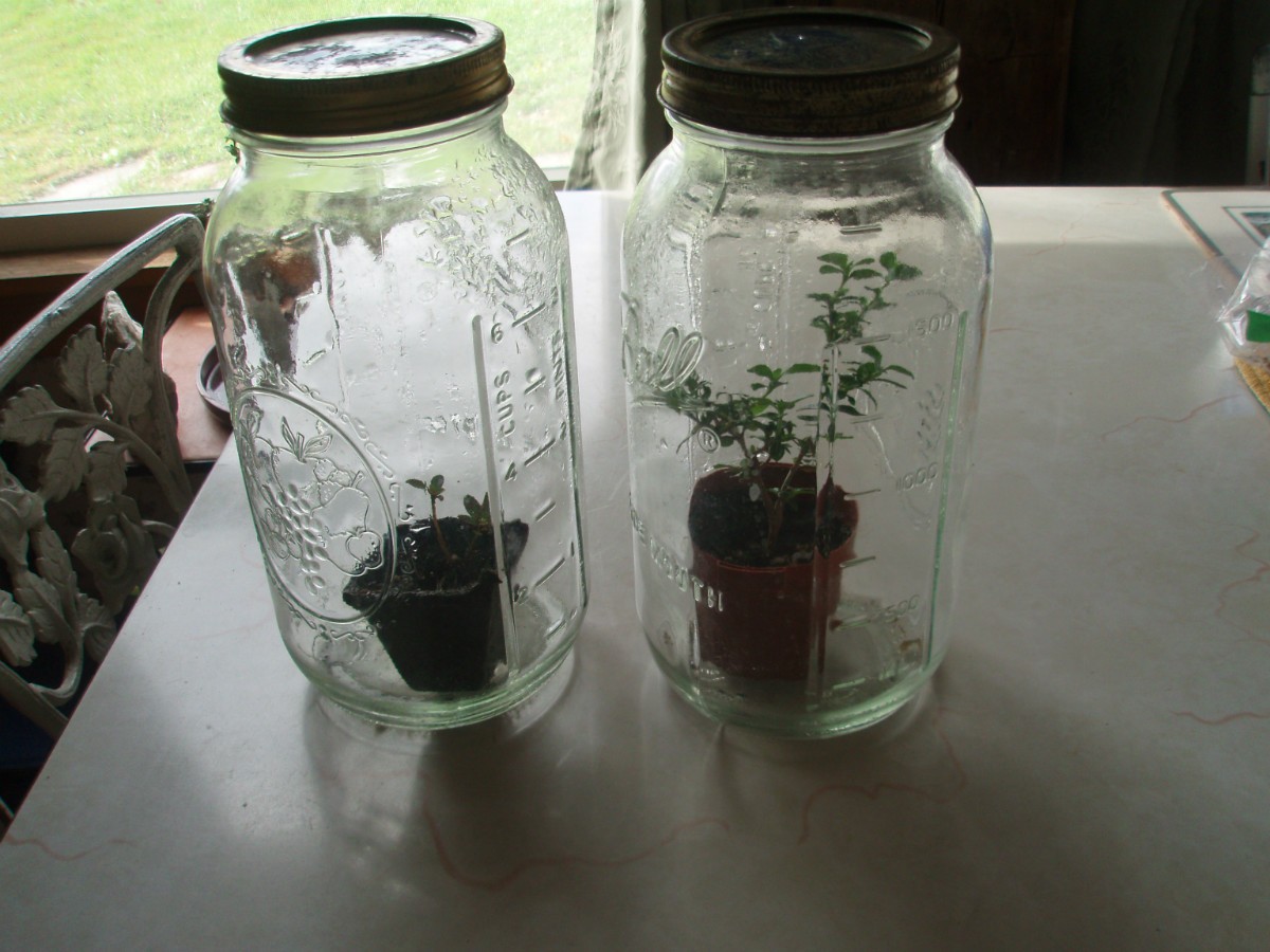 Watering Houseplants On Vacation | ThriftyFun