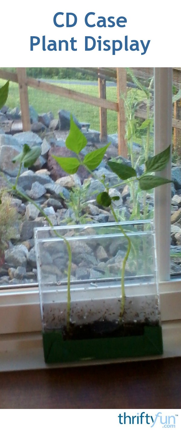 Making a CD Case Plant Display | ThriftyFun