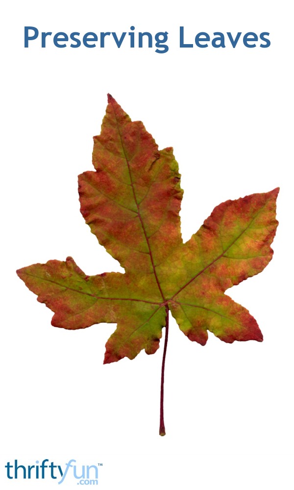 Preserving Leaves | ThriftyFun