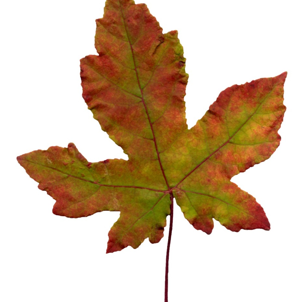 Preserving Leaves | ThriftyFun