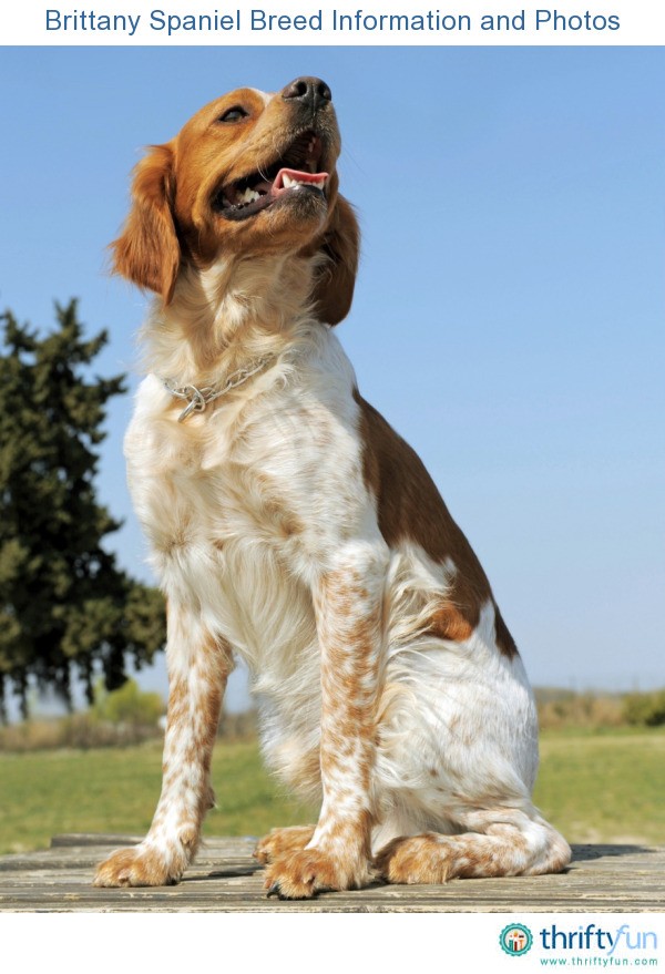Brittany Spaniel Breed Information and Photos | ThriftyFun