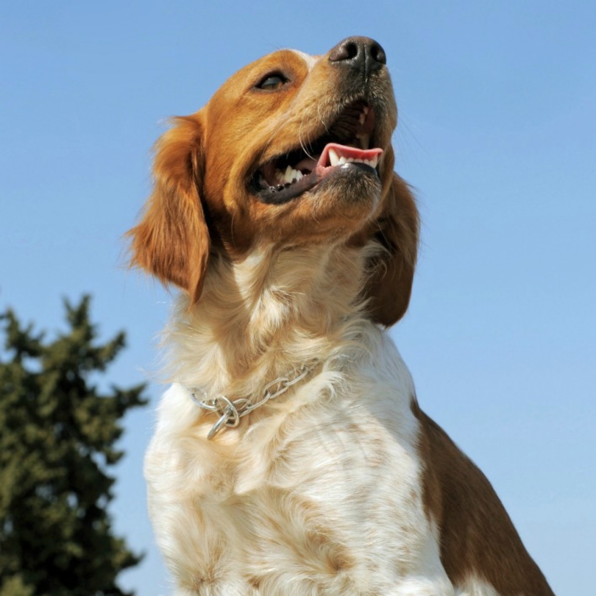 Brittany Spaniel Breed Information and Photos | ThriftyFun