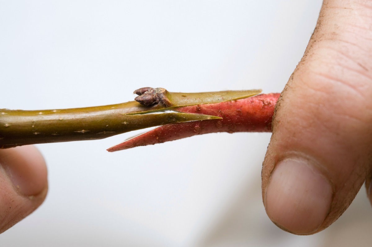 Grafting A Citrus Tree ThriftyFun