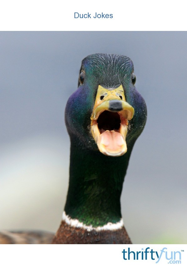 Duck Jokes | ThriftyFun