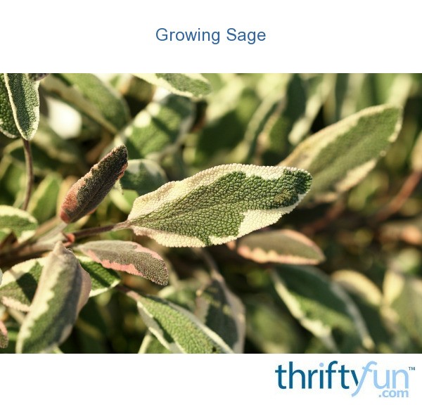 Growing Sage | ThriftyFun