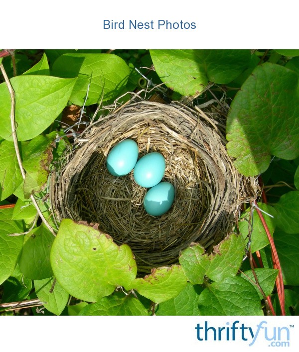 Bird Nest Photos | ThriftyFun