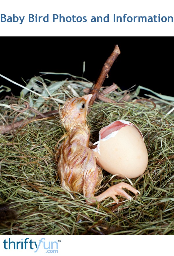 Baby Bird Photos and Information | ThriftyFun