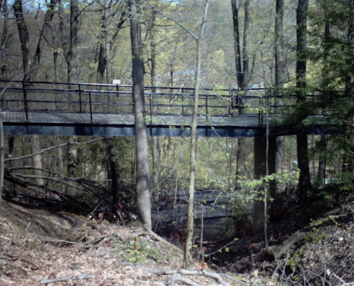 Traveling Through the Trees (Cleveland Metroparks Zoo) | ThriftyFun