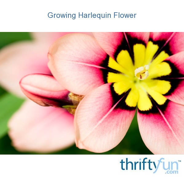 Growing Harlequin Flower | ThriftyFun