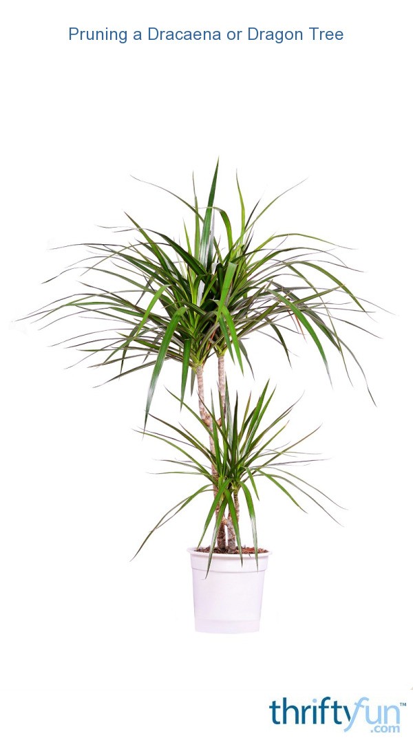 Pruning a Dracaena or Dragon Tree? | ThriftyFun