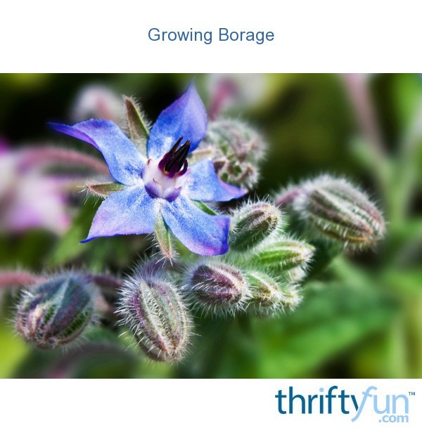 Growing Borage | ThriftyFun
