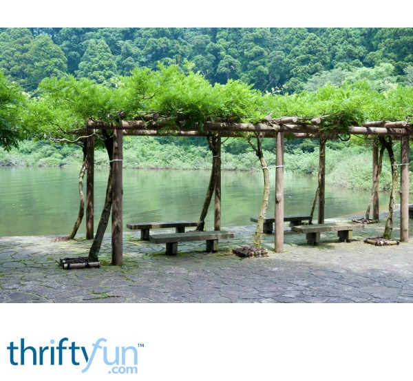 Using Plants to Build Garden Architecture | ThriftyFun