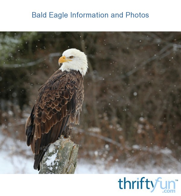Bald Eagle Information and Photos | ThriftyFun