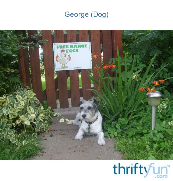 George (Dog) | ThriftyFun