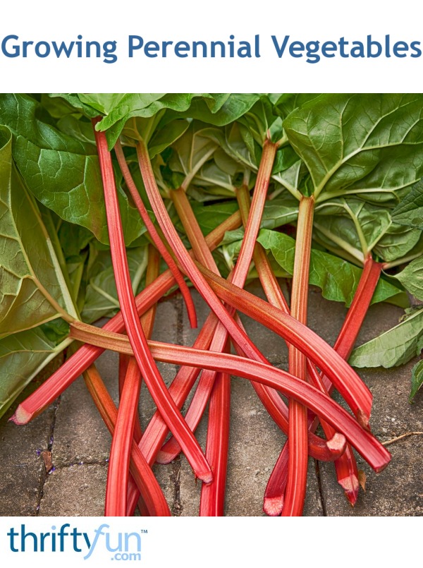 Growing Perennial Vegetables | ThriftyFun