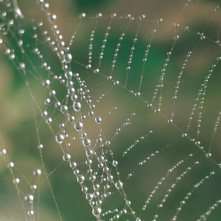 Spiderweb Photos | ThriftyFun