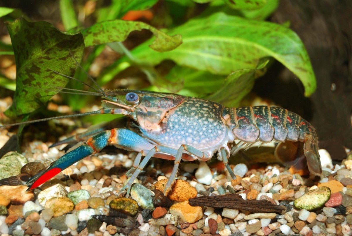 Pet Crayfish Photos | ThriftyFun