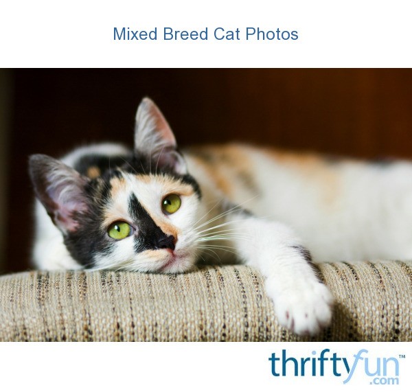 Mixed Breed Cat Photos | ThriftyFun