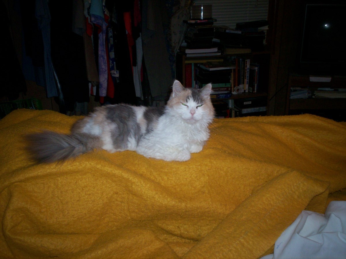 Powderpuff (Calico) | ThriftyFun