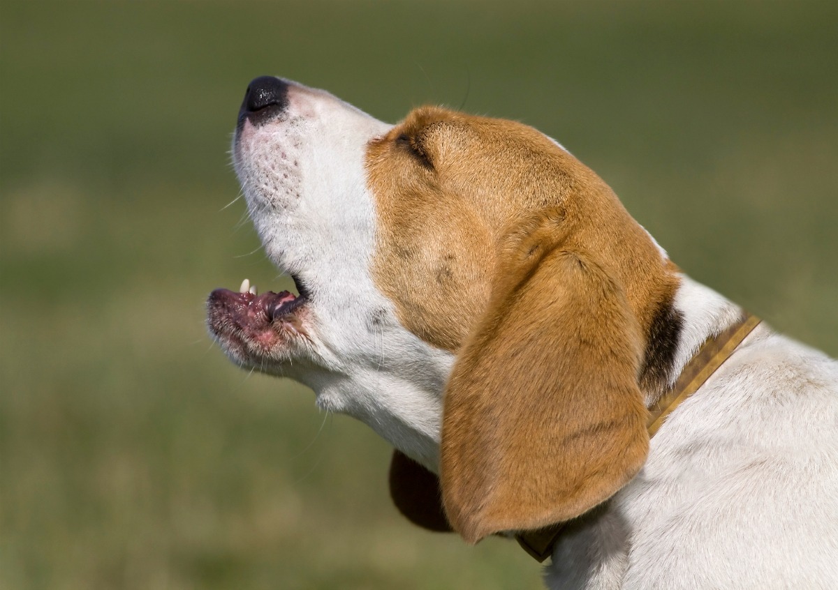 Neighbor s Dogs Bark All The Time ThriftyFun Neighbor s Dogs Bark All The Time ThriftyFun