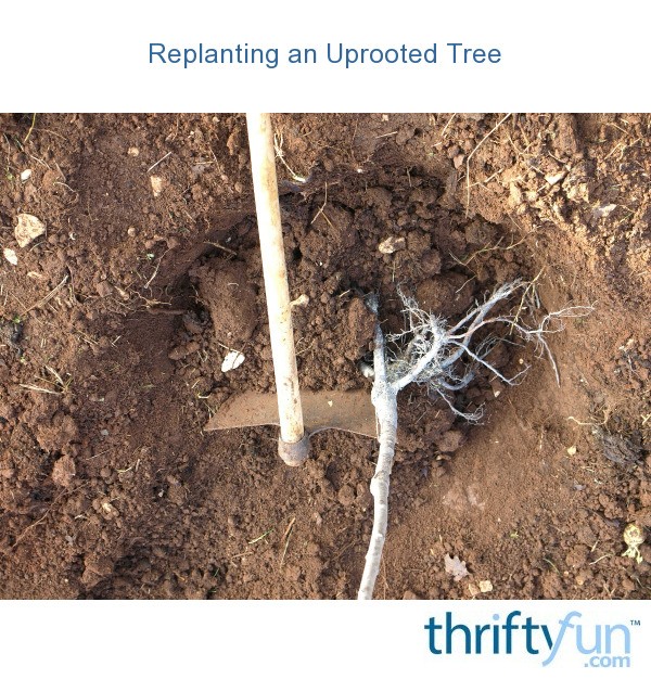 Replanting Trees In Africa