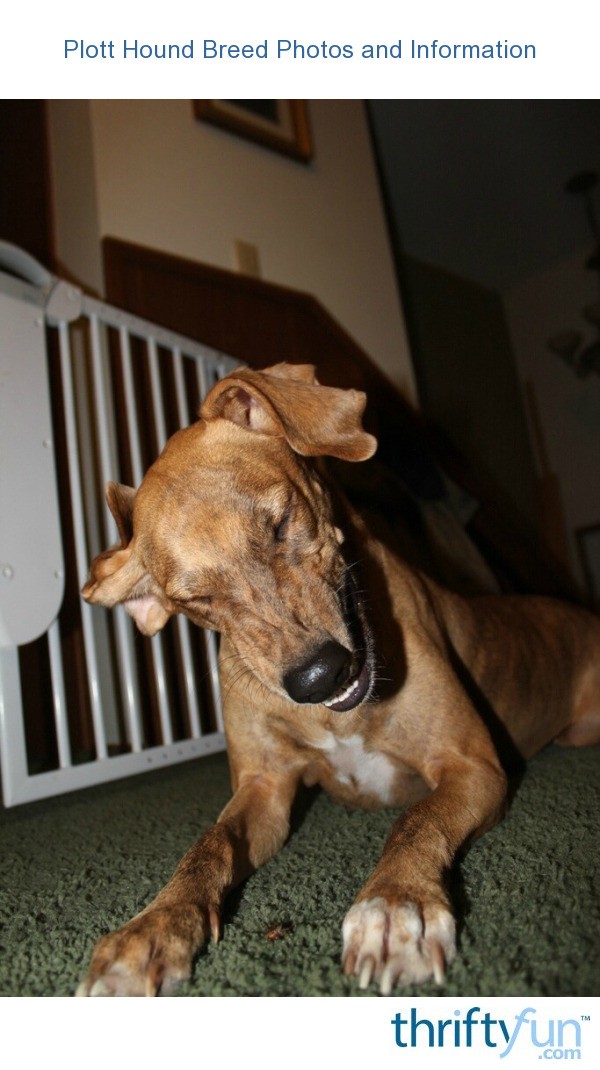 Plott Hound Breed Photos and Information | ThriftyFun