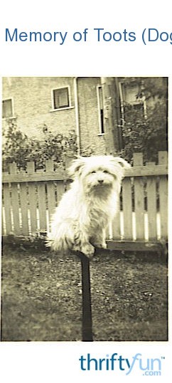 In Memory of Toots (Dog) | ThriftyFun