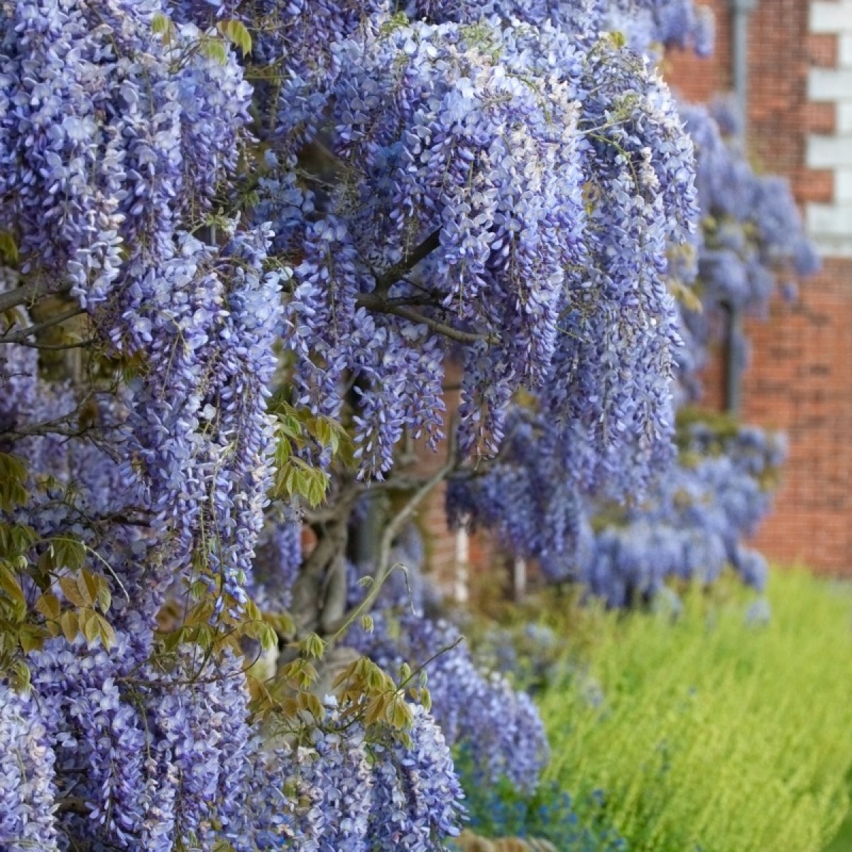 Growing Wisteria | ThriftyFun