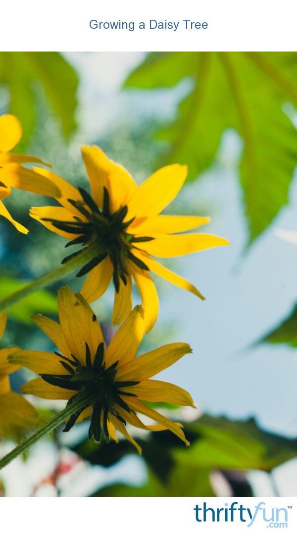 Growing a Daisy Tree? | ThriftyFun