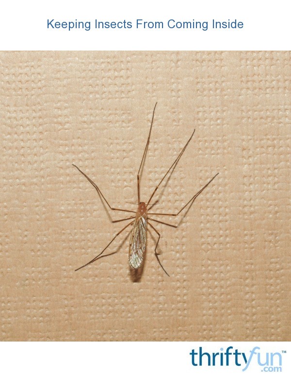 Keeping Insects From Coming Inside? | ThriftyFun