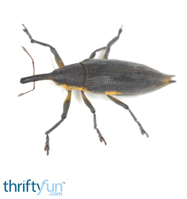 What is This Insect? | ThriftyFun