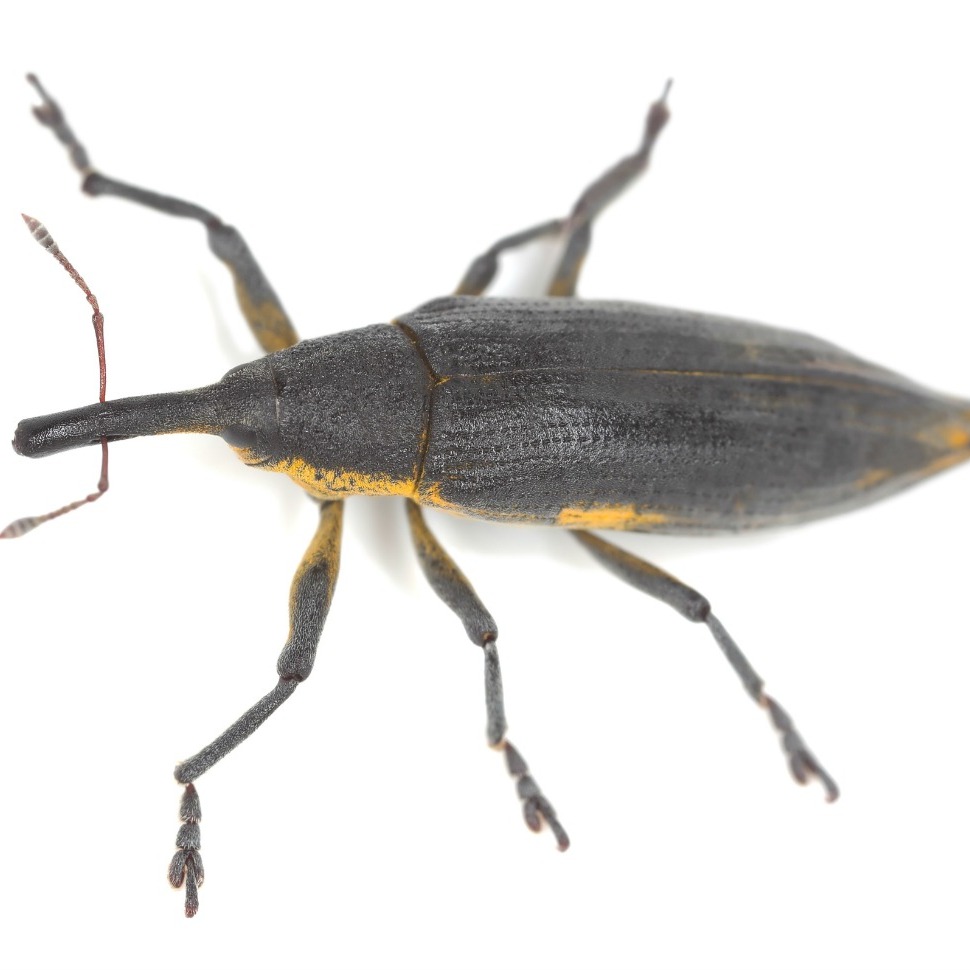 What is This Insect? | ThriftyFun