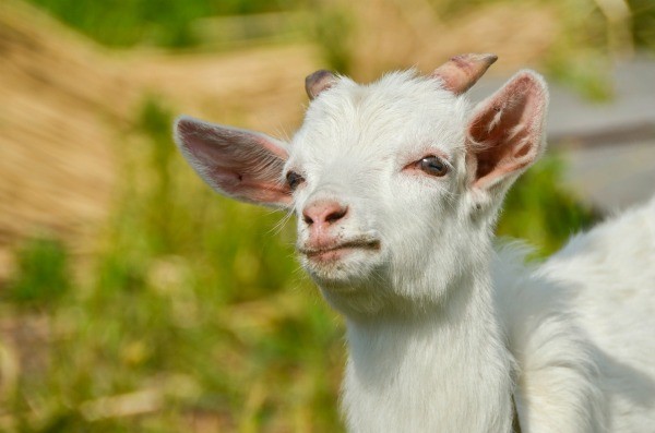 Pet Goat Photos | ThriftyFun