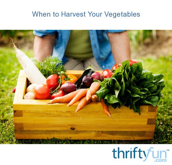 When to Harvest Your Vegetables | ThriftyFun