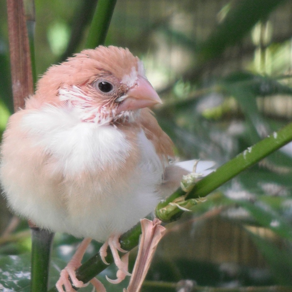 Breeding Bengalese Finches? | ThriftyFun