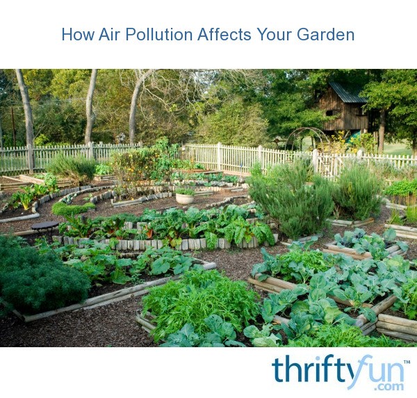How Air Pollution Affects Your Garden | ThriftyFun