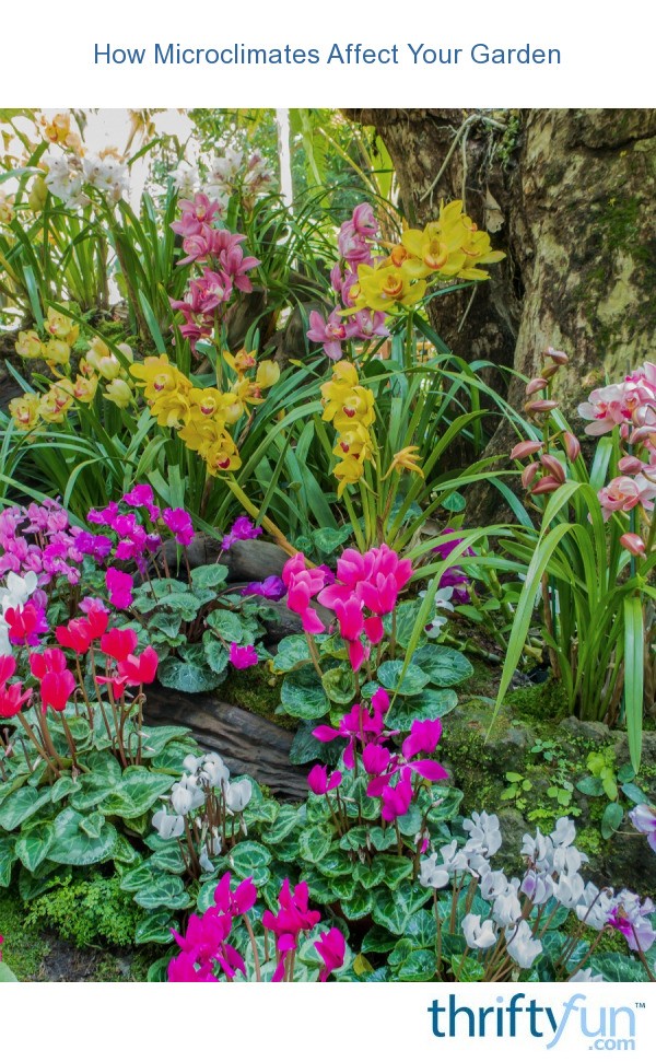 How Microclimates Affect Your Garden | ThriftyFun