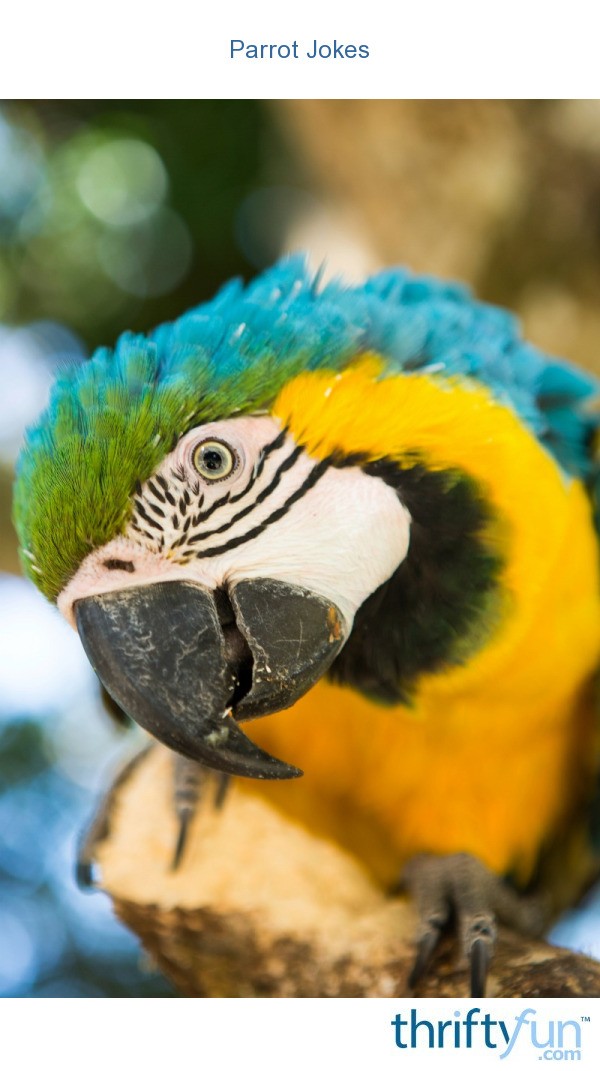 Parrot Jokes | ThriftyFun