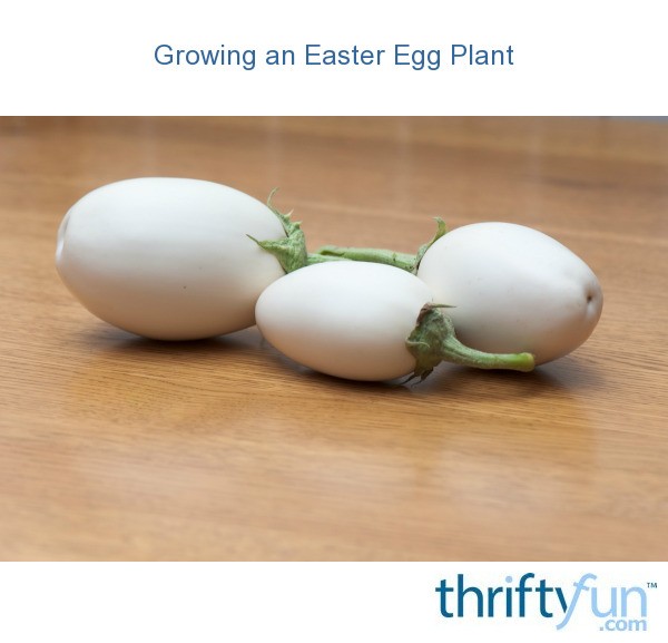 Growing an Easter Egg Plant? | ThriftyFun