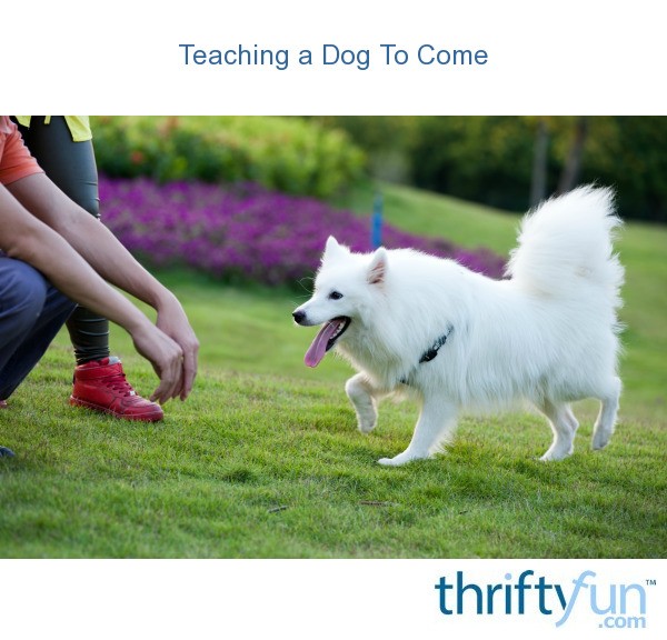 Teaching a Dog To Come | ThriftyFun
