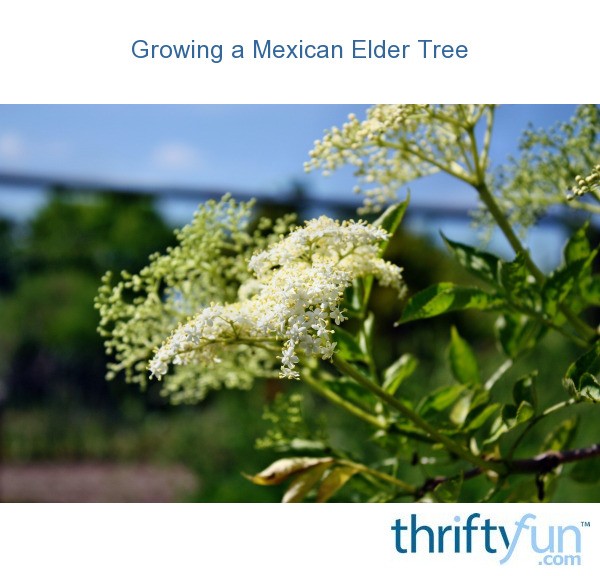Growing a Mexican Elder Tree? | ThriftyFun