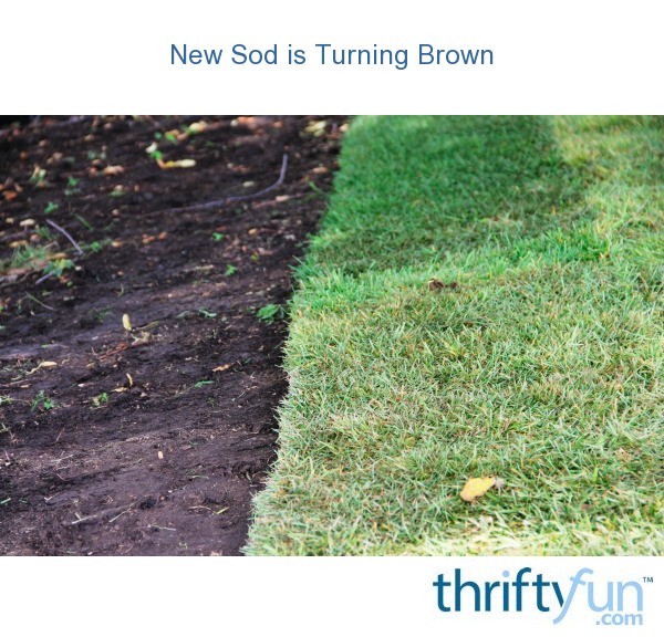 New Sod is Turning Brown? | ThriftyFun
