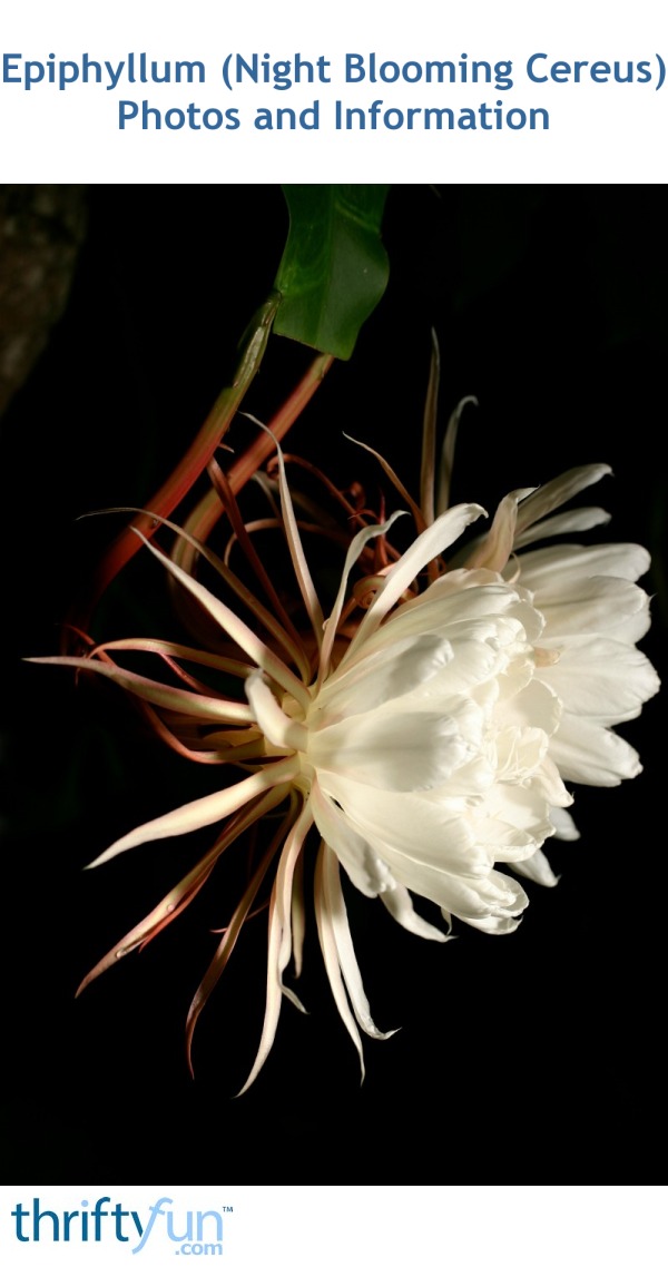 Epiphyllum (Night Blooming Cereus) Photos and Information | ThriftyFun