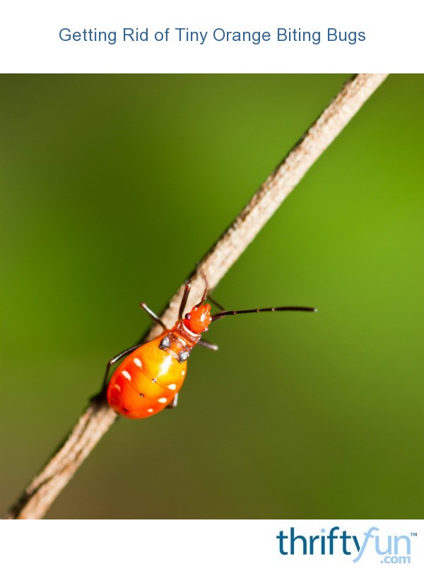 Getting Rid of Tiny Orange Biting Bugs | ThriftyFun