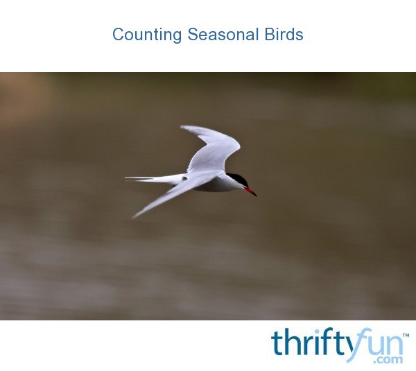 Counting Seasonal Birds | ThriftyFun