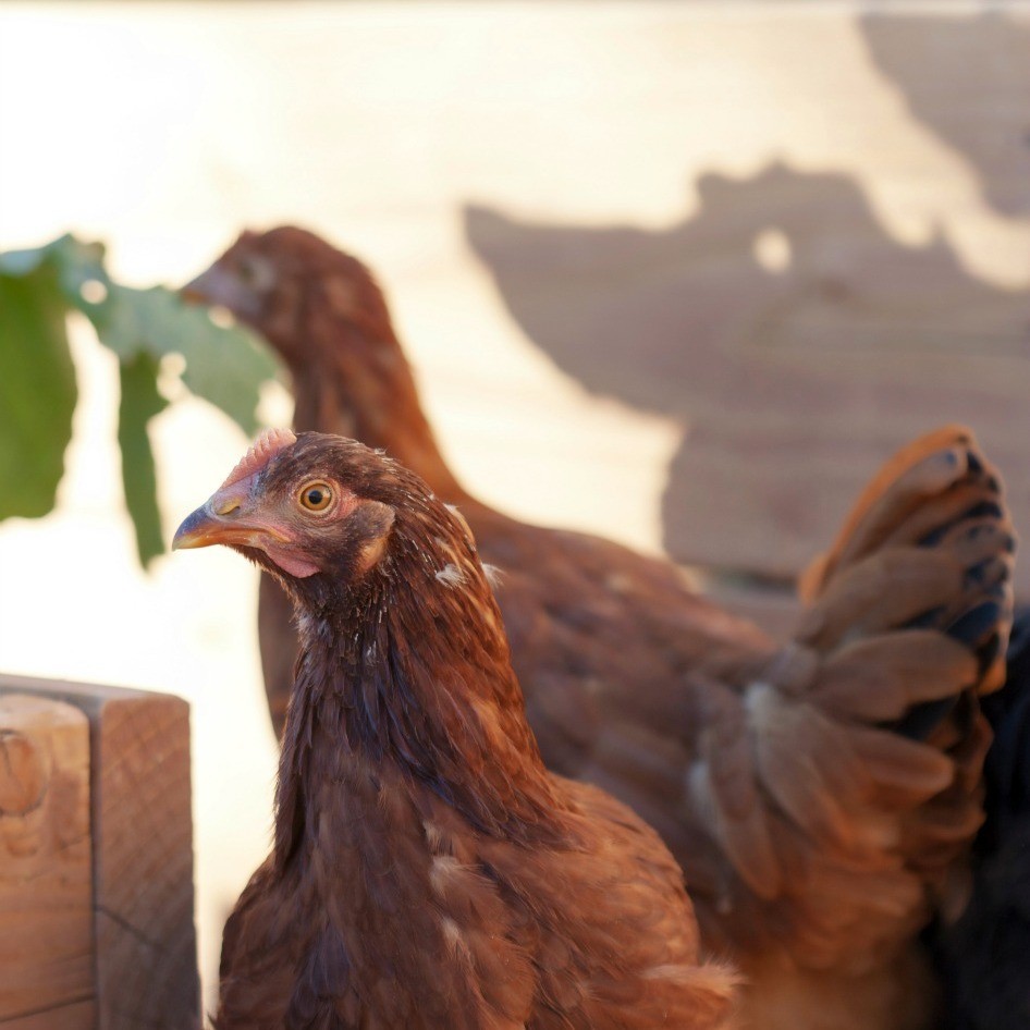 Treating a Chicken With Heatstroke | ThriftyFun