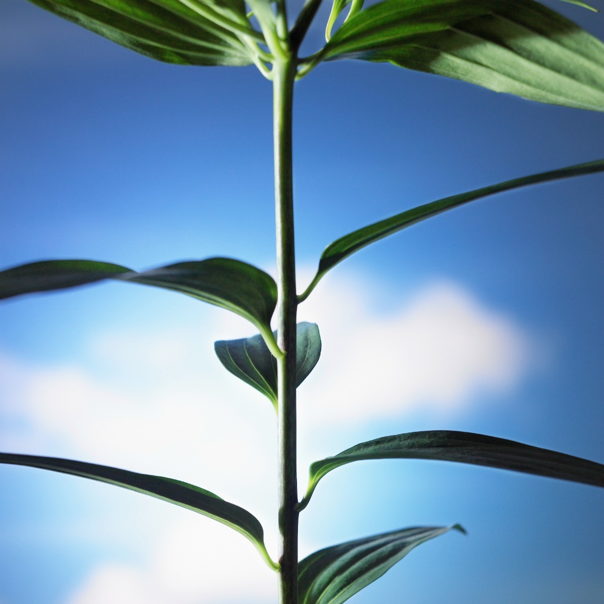 Repairing A Broken Plant Stem ThriftyFun