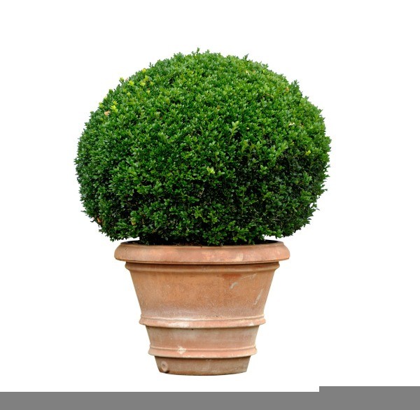 Moving Large Planters | ThriftyFun