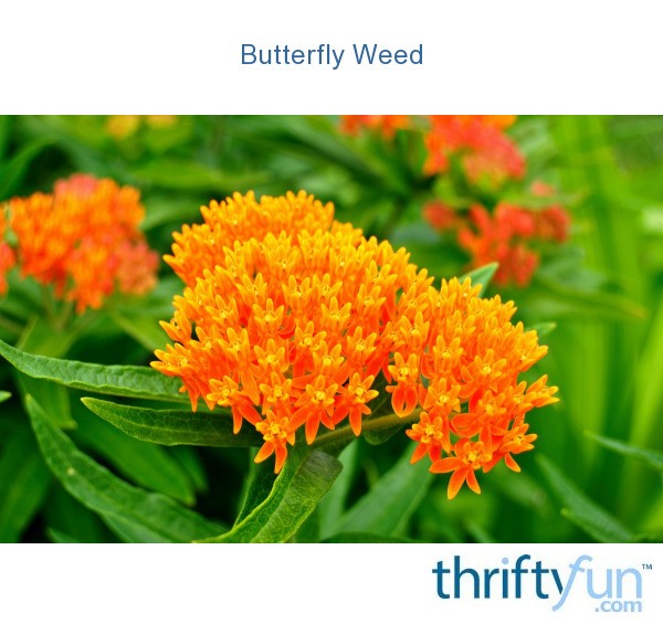 Growing Butterfly Weed (Asclepias Tuberose) | ThriftyFun