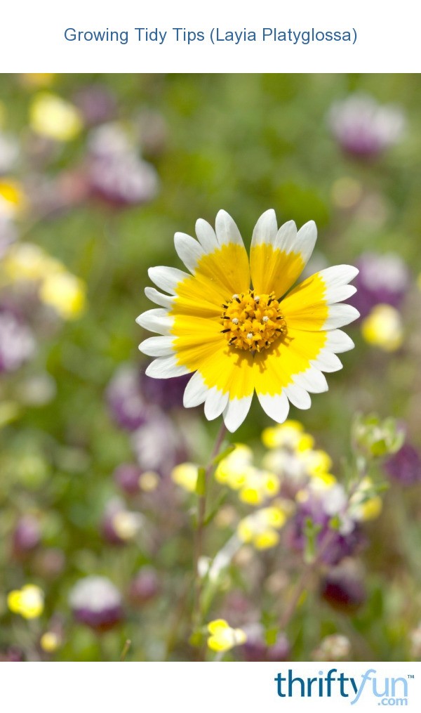 Growing Tidy Tips (Layia Platyglossa) | ThriftyFun